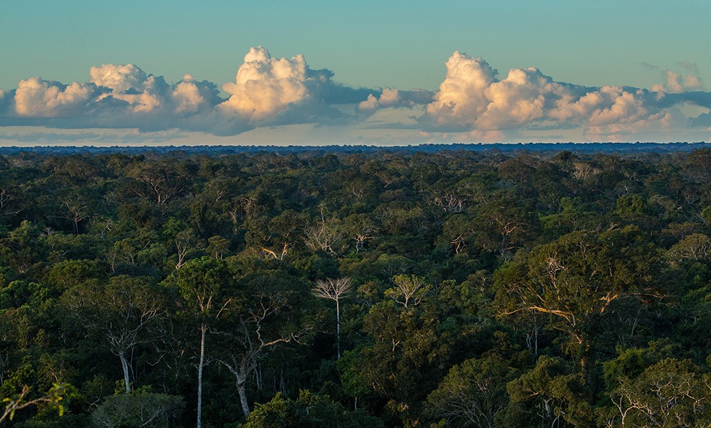 Giornata internazionale delle foreste ed Earth Hour - ONA