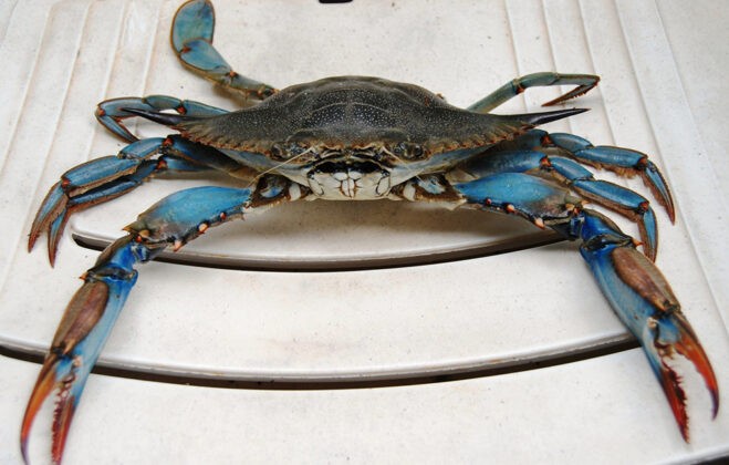 Granchio blu: necessità di salvare habitat a Cheasapeake bay