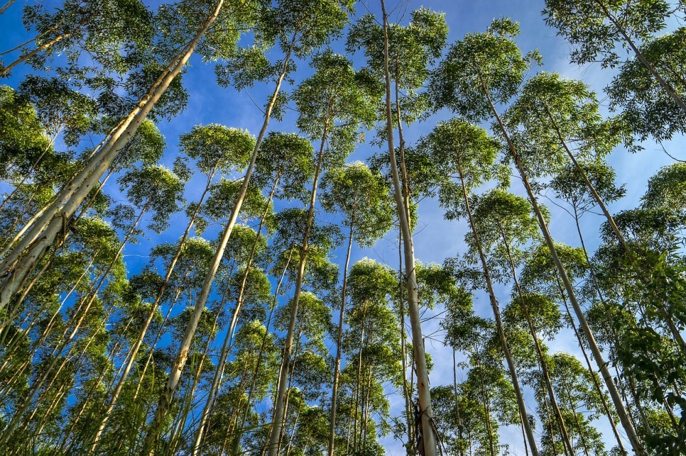 Nasce una foresta in Kenya grazie a Brembo e Treedom