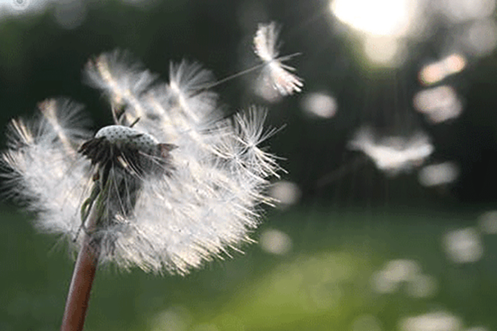 Polline, Giornata Nazionale e Aerobiologia in Primavera