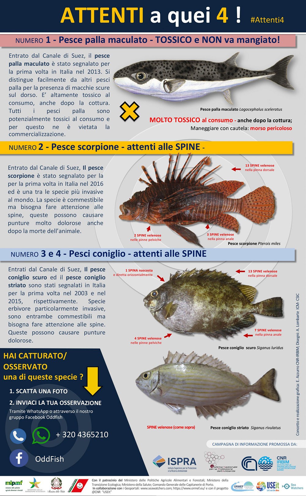 Pesci alieni nei mari italiani, allerta di ISPRA e CNR