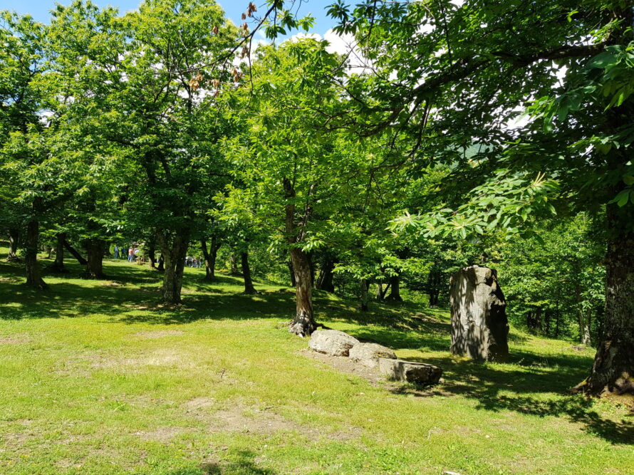 Il Castagneto di Granaglione centro nazionale di biodiversità