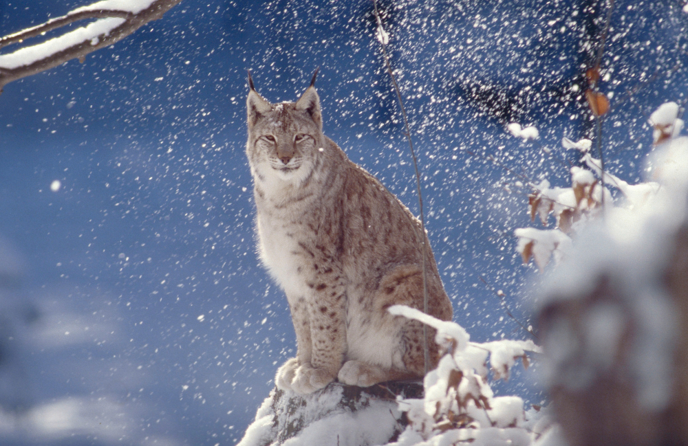 Un progetto farà tornare la lince nelle Alpi Giulie italiane
