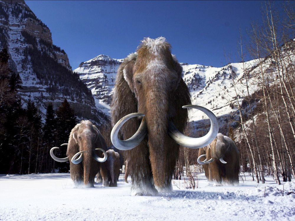 Mammut lanoso è tornato: realtà o fantasia?