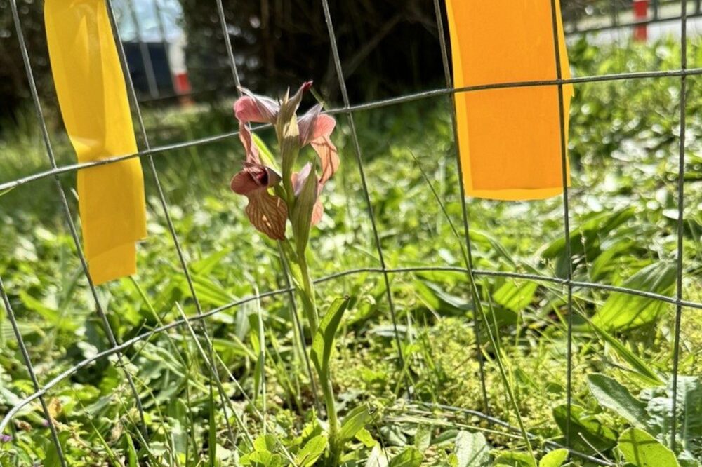 Orchidea rara fiorisce in Toscana nel giardino scolastico