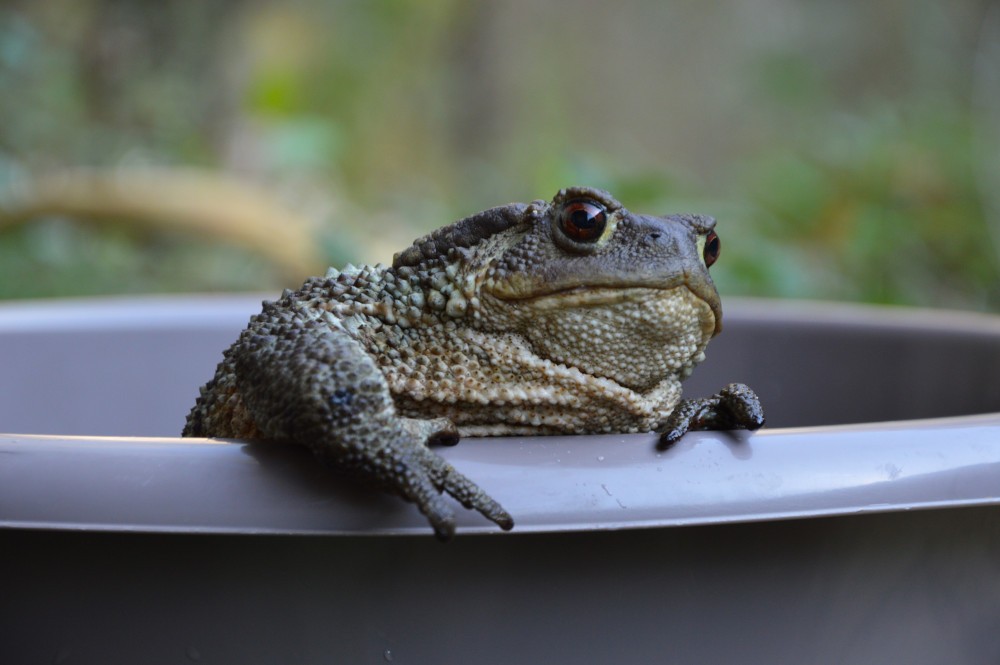 Il Rospo comune, essenziale per la biodiversità italiana