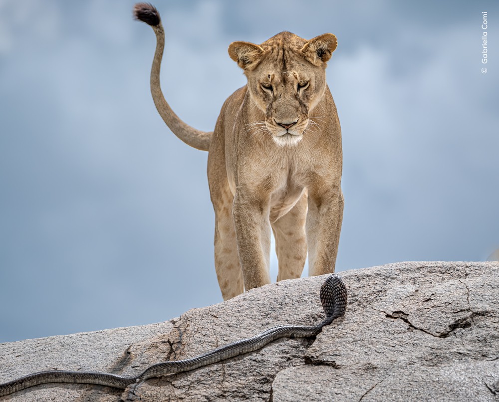 Wildlife Photographer of the Year 2026 al Forte di Bard, la mostra