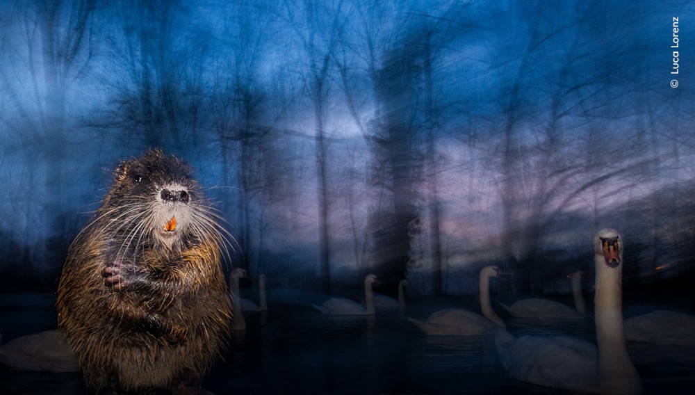 Wildlife Photographer of the Year 2026 al Forte di Bard, la mostra
