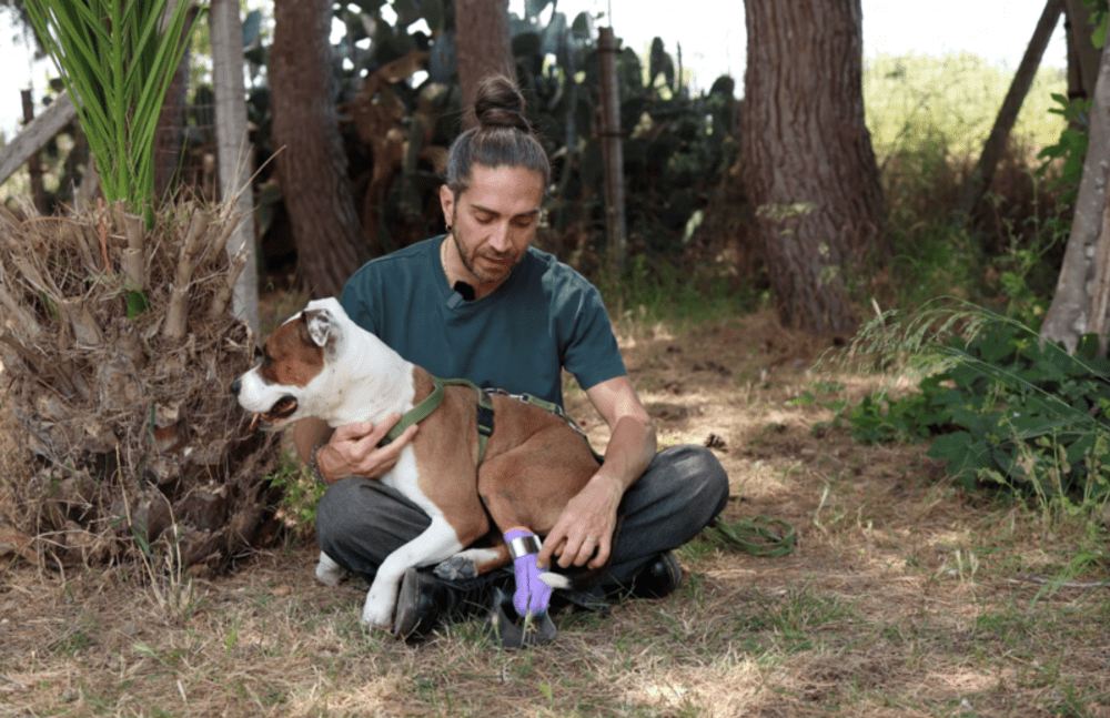 Kim, cagnolina amputata, tornerà a correre con una protesi