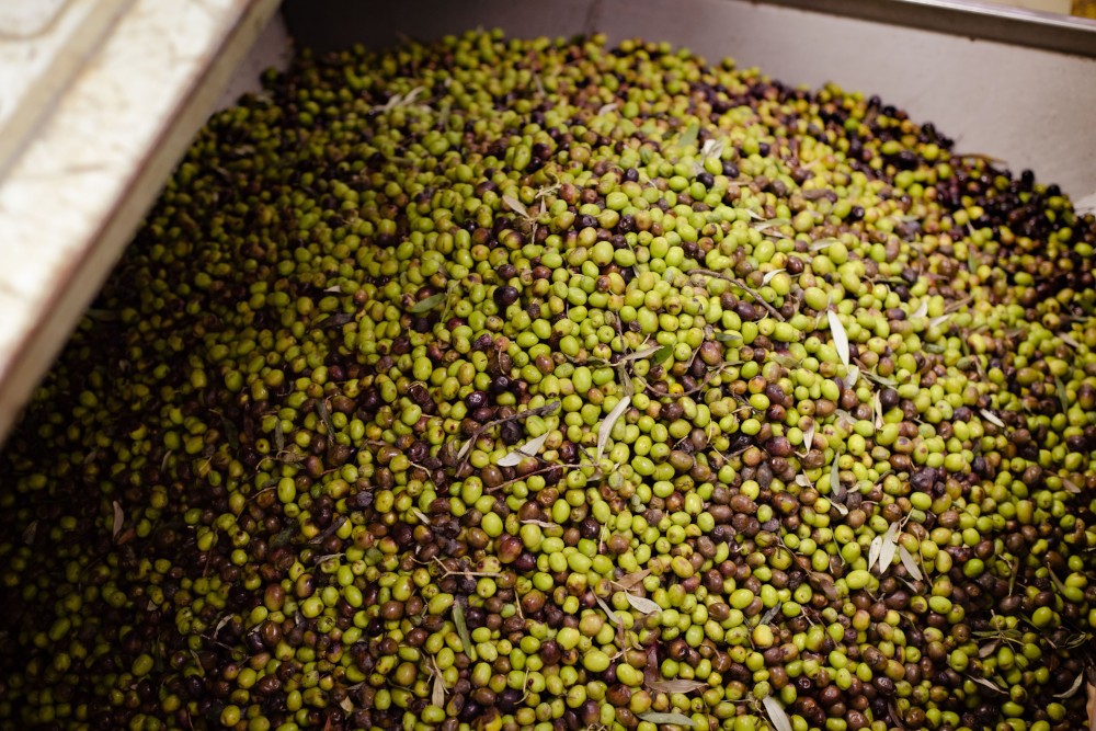 AIFO, dai frantoi non solo olio: sottoprodotti, energia e nuove risorse ...